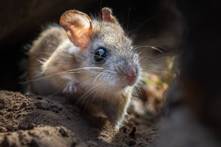 Are any mice native to Australia? Are mice a problem in Australia?